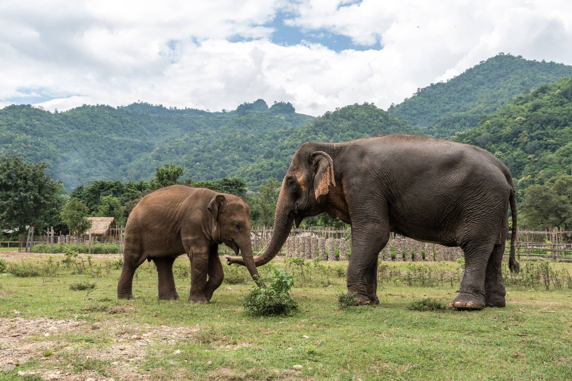 Baby Elephant Rejected by Her Mom Finds the Most Loving Adopter ...