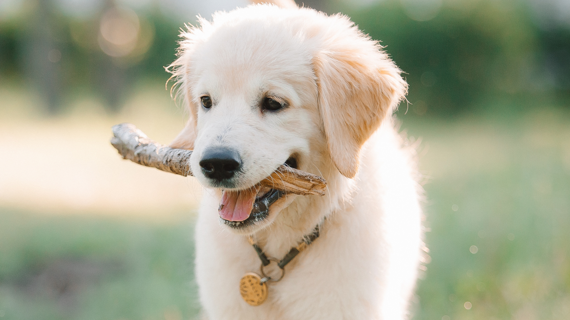 Golden Retriever - PetHelpful
