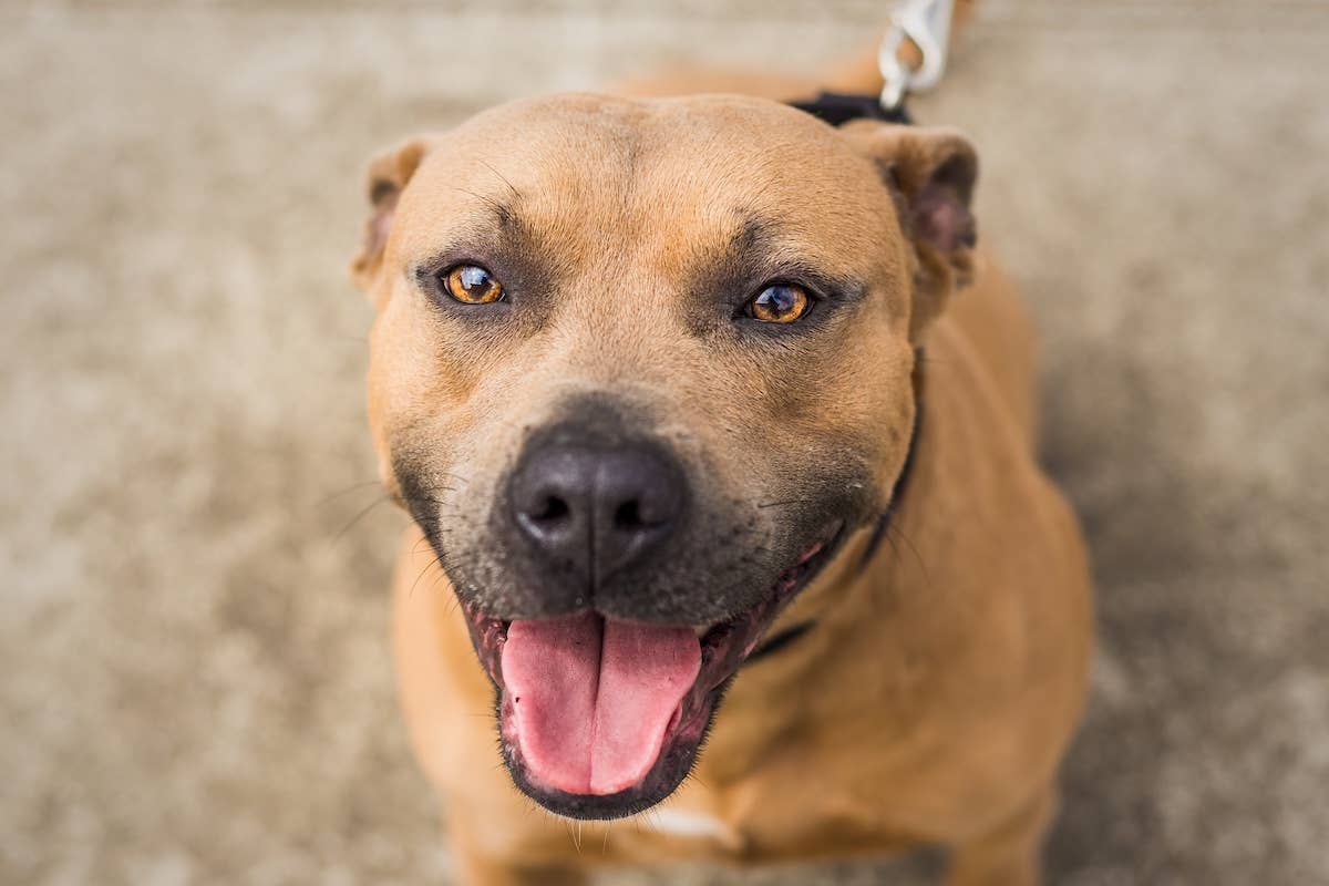 Bully Pup Loses Home Because 'Landlord Didn't Like How She Looked' and ...