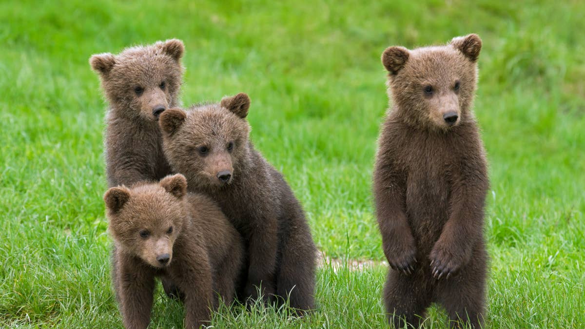 Bear Cubs in Alaska Stand Up Like Tiny Humans, and the Internet Can't ...