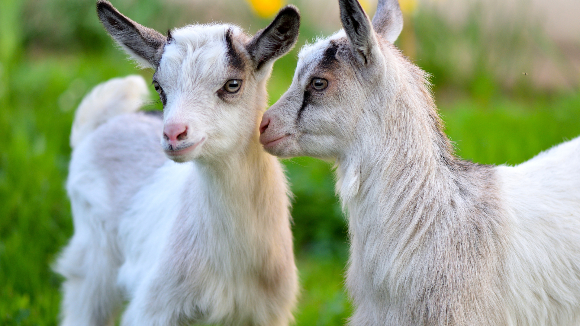 The Way These Baby Goats Hand Out Tiny Kisses Is Melting Hearts ...