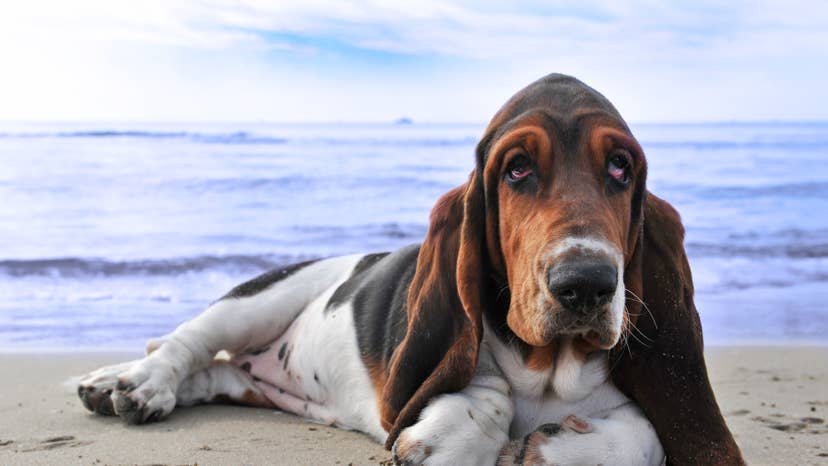 Basset Hound With the 'Survival Skills of a Potato' Has the Internet in ...