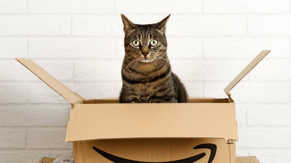 Amazon's Floating Cat Hammock Is the Ultimate Summer Nap Spot - PetHelpful