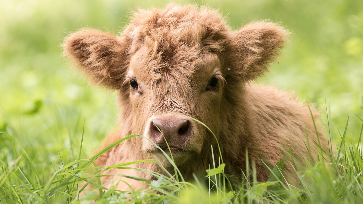 This Highland Calf Thinks She’s a Dog—and People Are Obsessed - PetHelpful