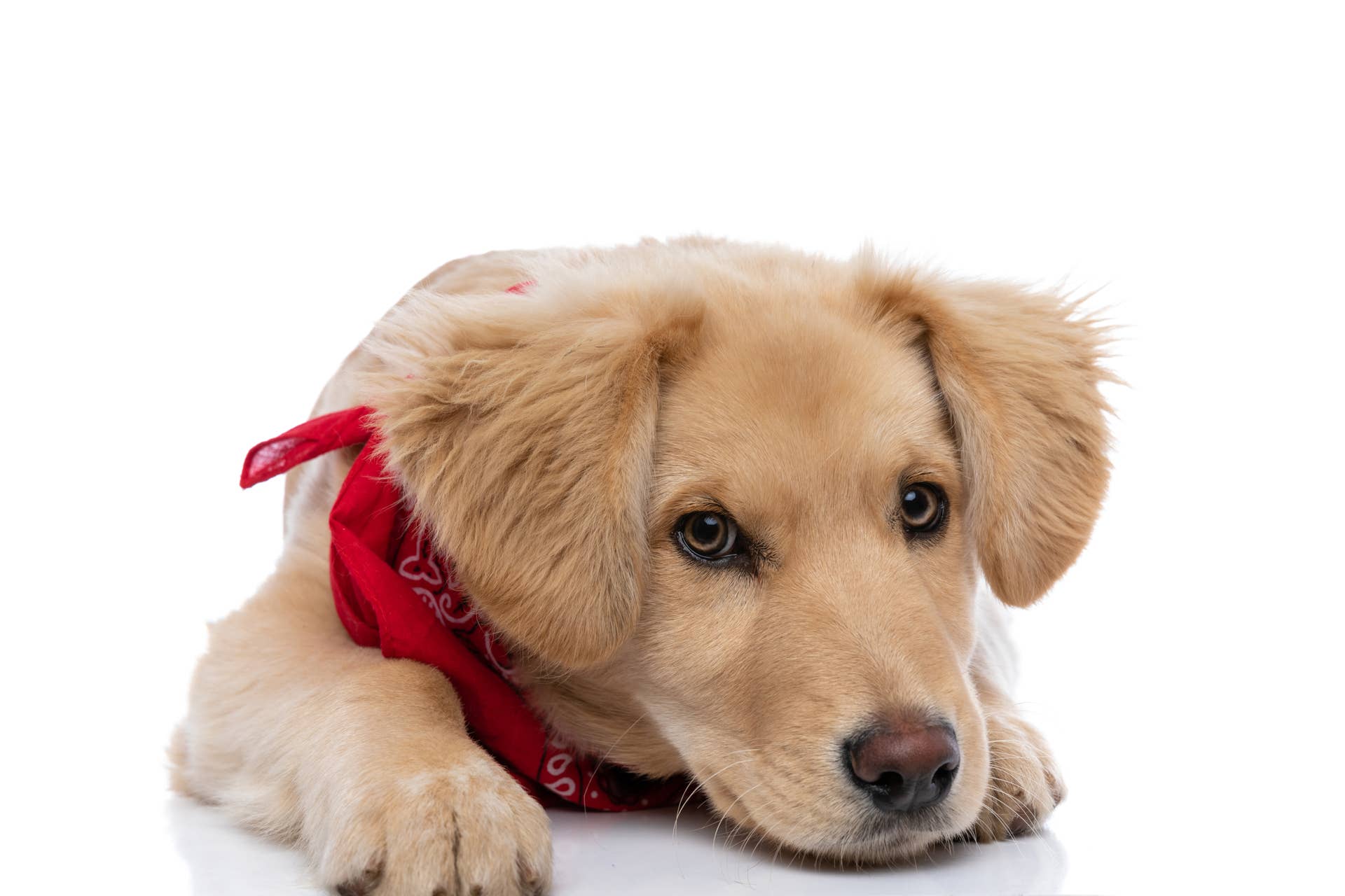 Golden Retriever Puppy Models His Little Bandanas, and People Can't ...