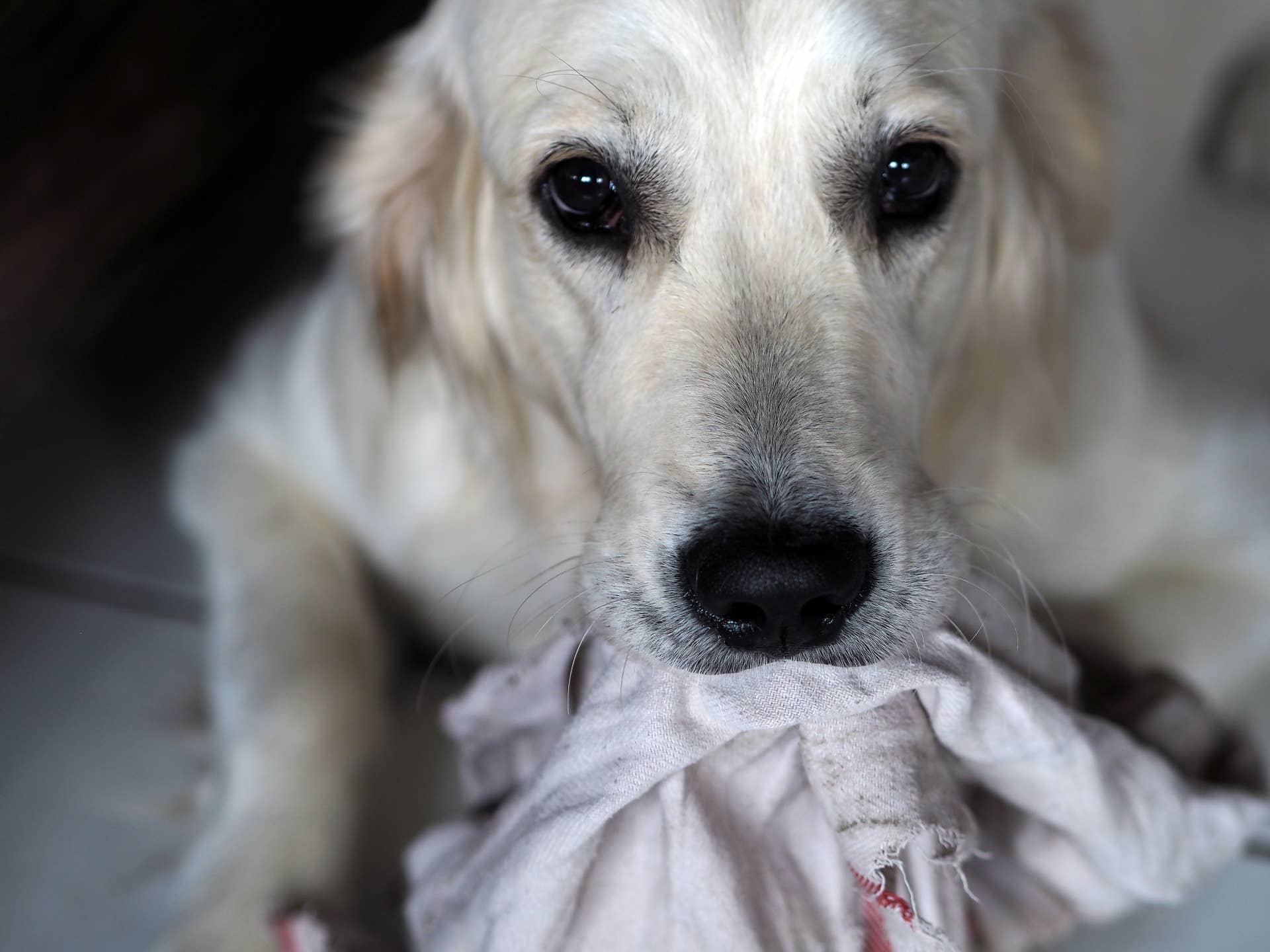 Golden Retriever Brings 'Gifts' To Comfort Crying Foster Puppies Like ...