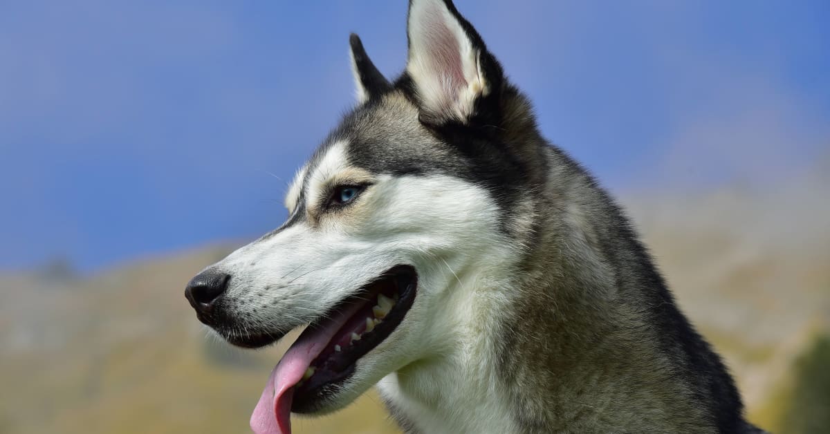 Husky Belts Out His Order in the Chick-fil-A Drive-Thru Line - PetHelpful