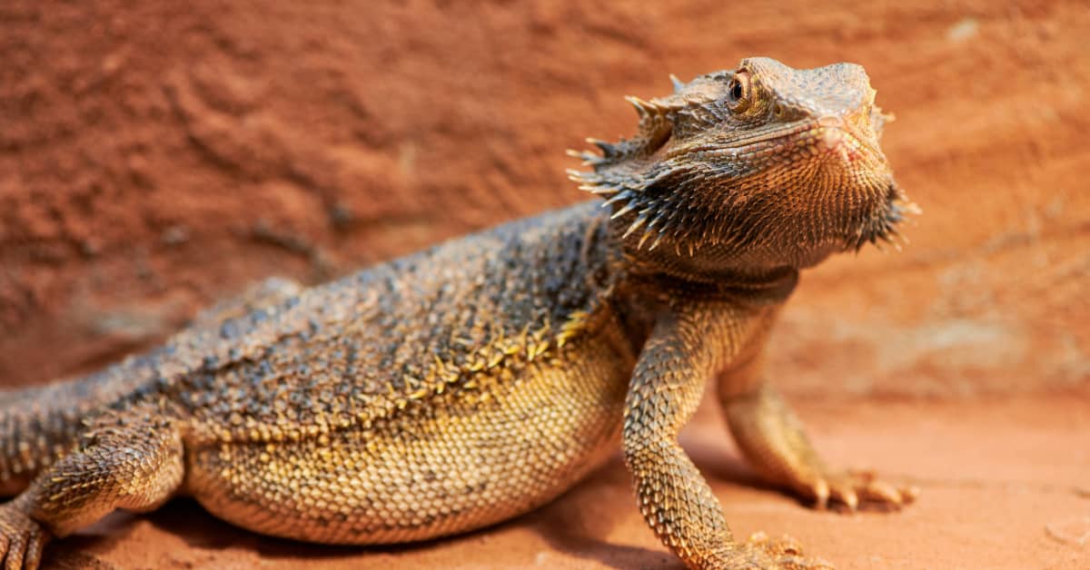 Bearded Dragon Who 'Waves Back' to His New Human Family Has Everyone ...