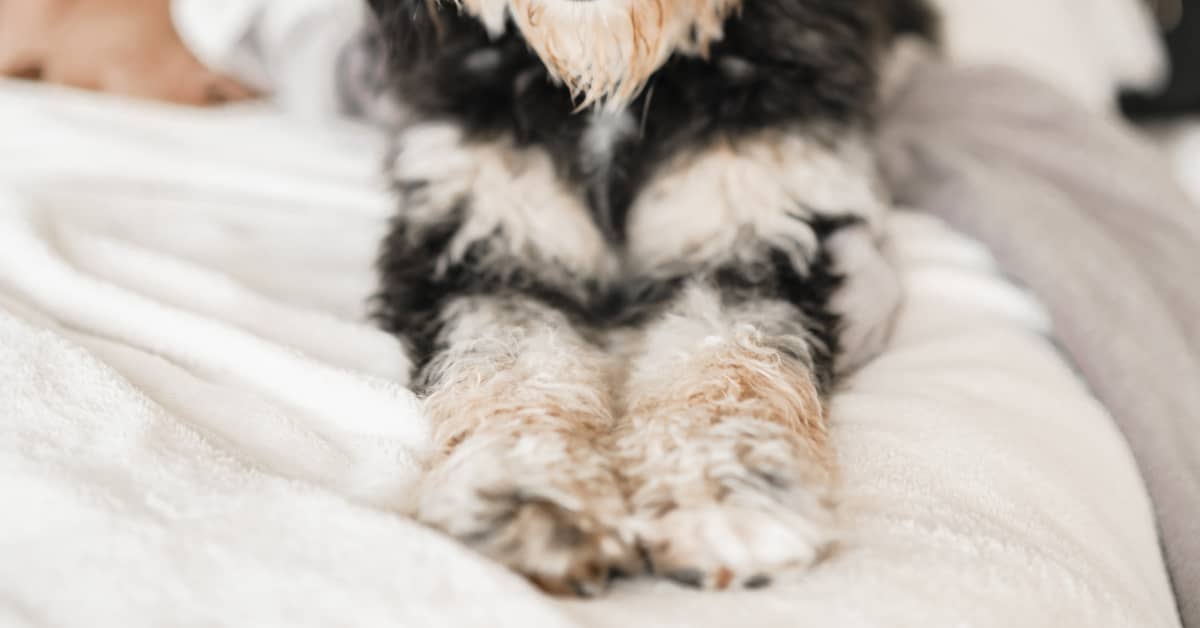 Sweet Video of Dog Waving 'Hi' Is Enough to Make Anyone's Day - PetHelpful
