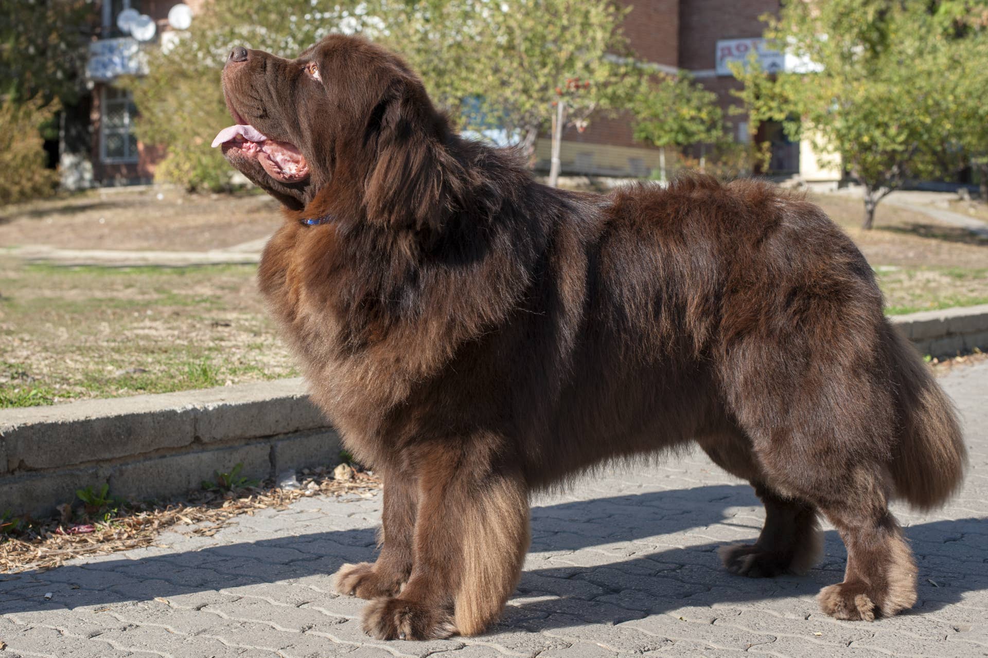 Newfoundland Cuddles With His Grandma on the Couch in Absolutely ...