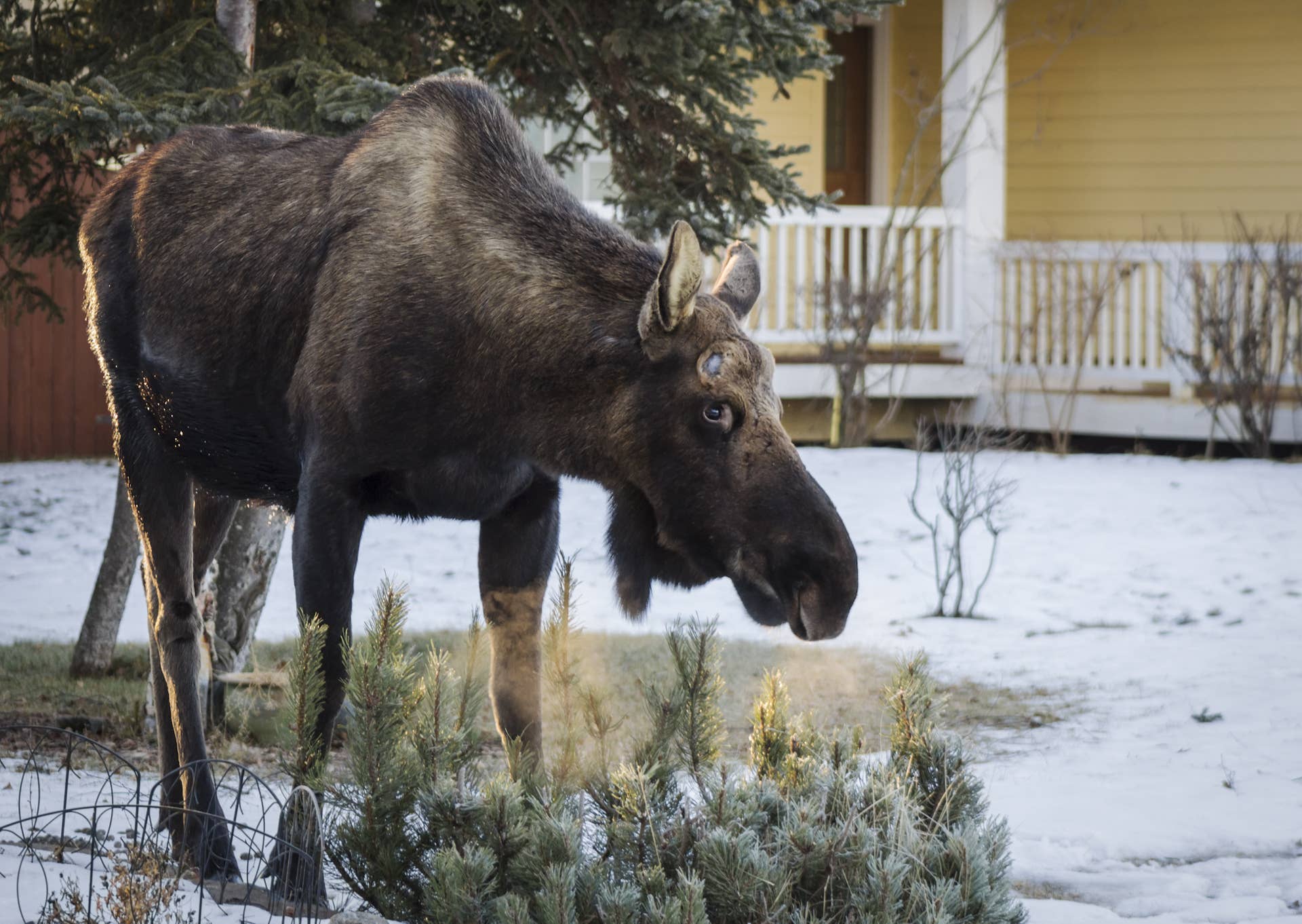 Huge Moose Pays Little Boy a Visit Right Outside His Colorado Window ...