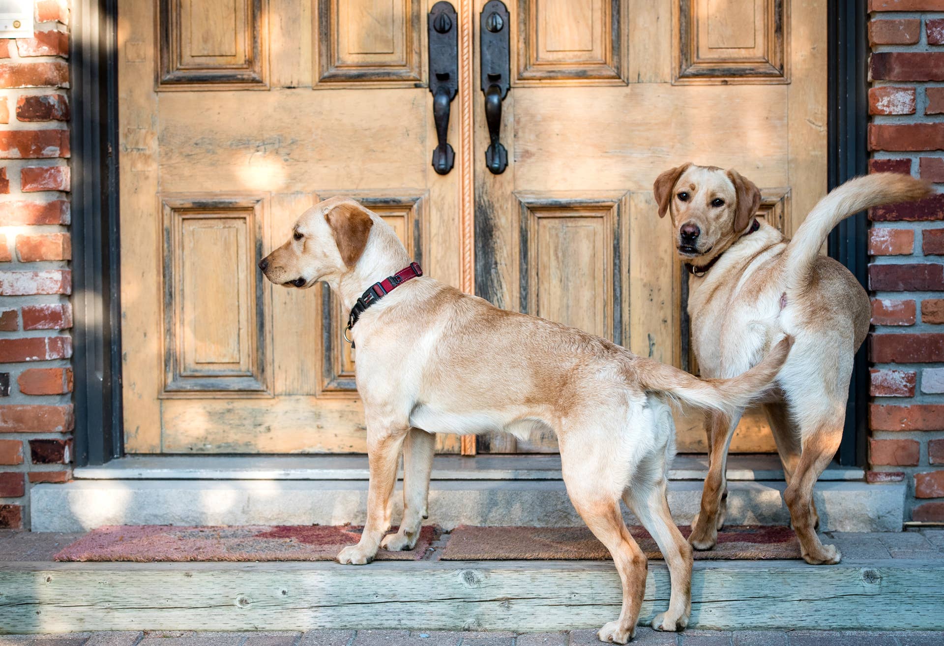 Love Story Between Two Neighbor Dogs Is Too Precious to Miss - PetHelpful