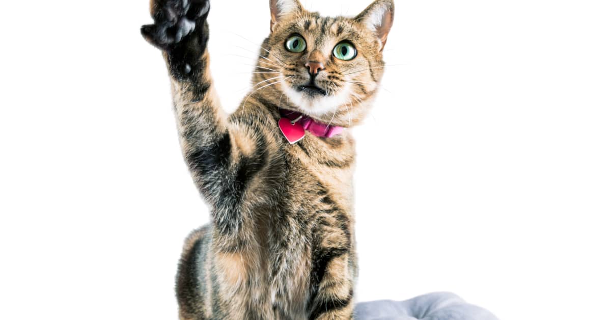 Pretty Tabby Cat Insists on 'High Fiving' Everyone He Meets - PetHelpful