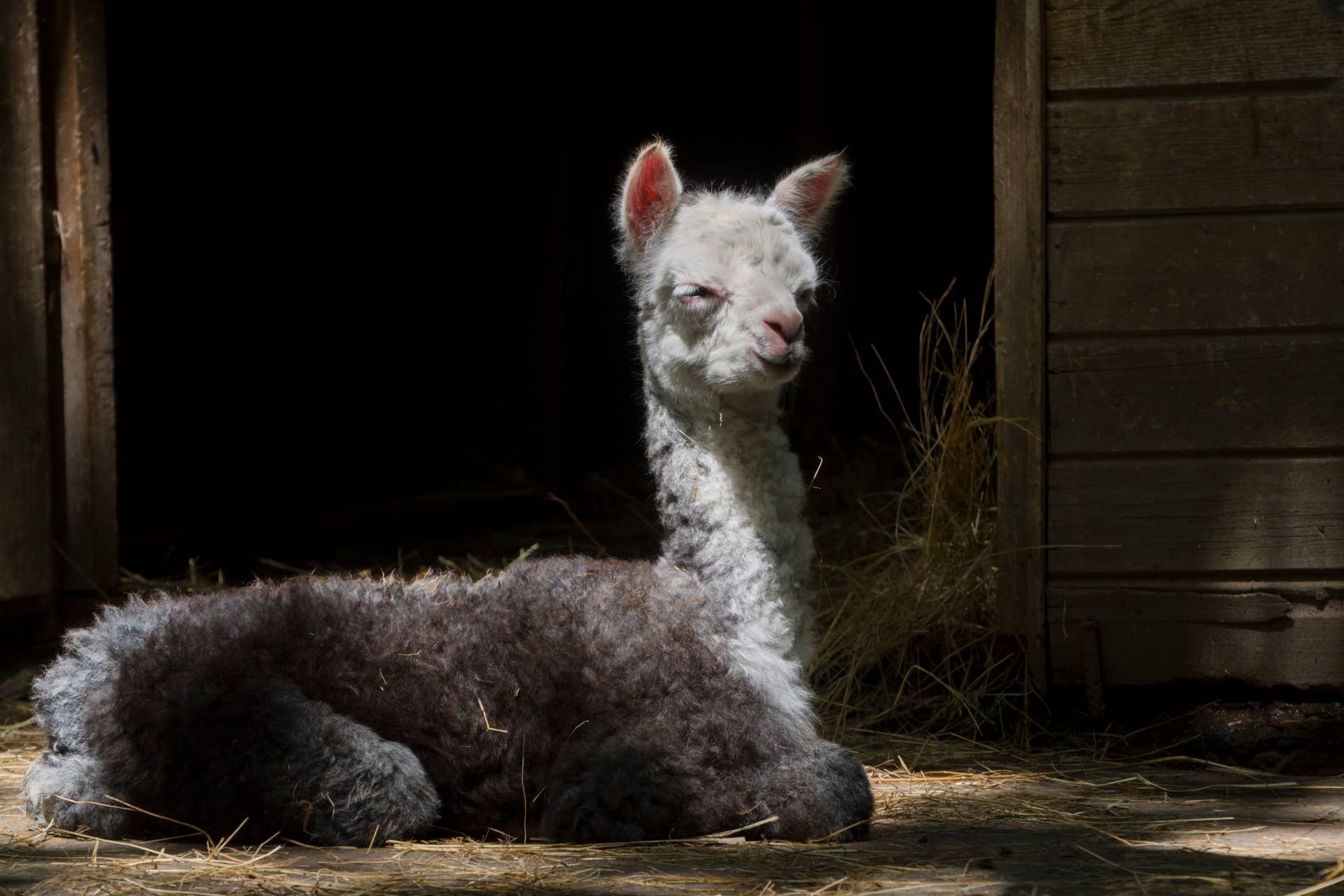 Rare Newly-Born Alpaca Twins Are Stealing People's Hearts - PetHelpful