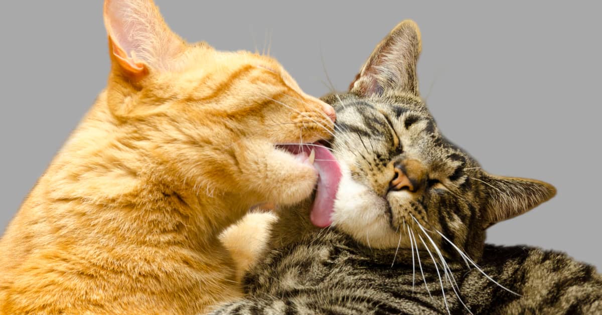 Bonded Pair of Cats with No Adoption Applications Is Just So ...