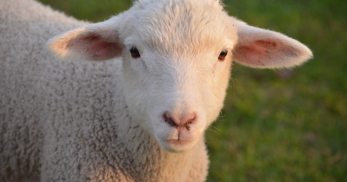 Precious Video of Rescue Sheep Learning to Play Ball at Sanctuary Is ...