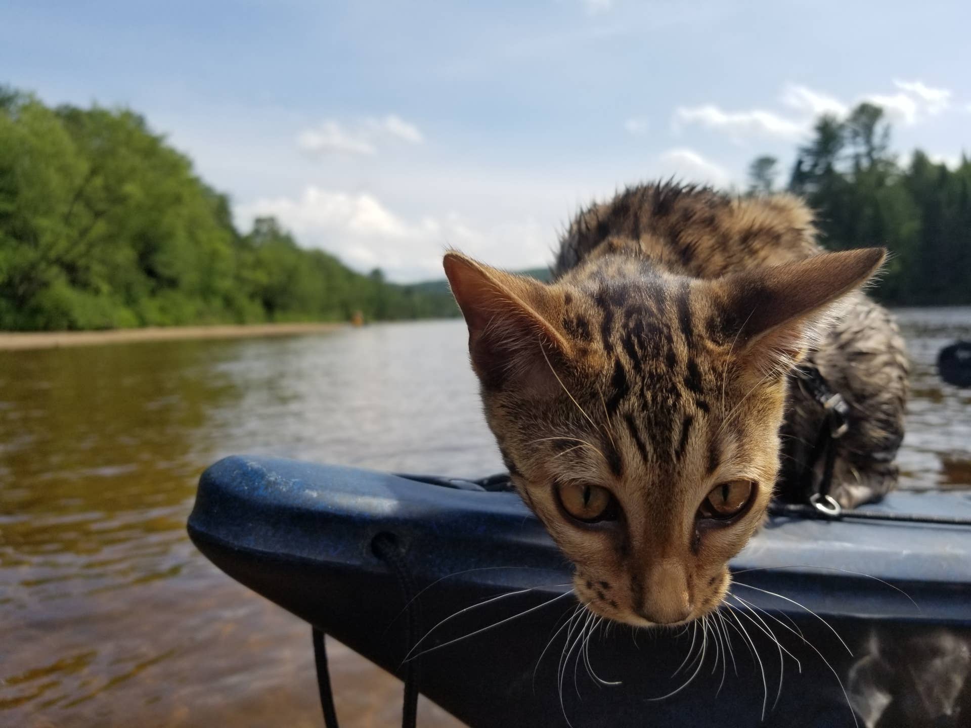 Video of TikToker Kayaking With Cat Is a New Bucketlist Item - PetHelpful