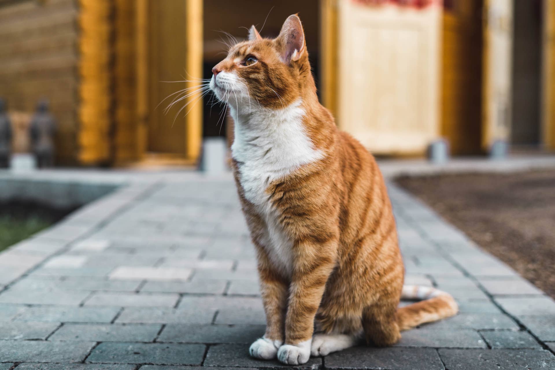 Orange Cat Greets Owner in an Unusual Way and It's Beyond Precious ...