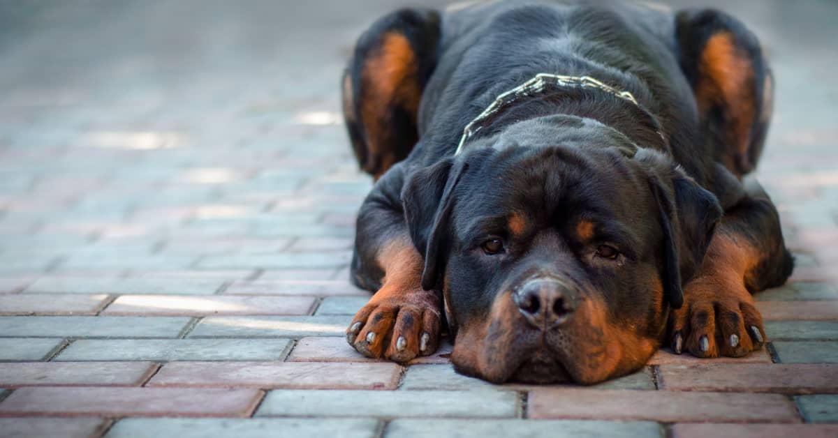 Rottweilers Irresistible Cuddle Session With Mom Has Everyone In Their