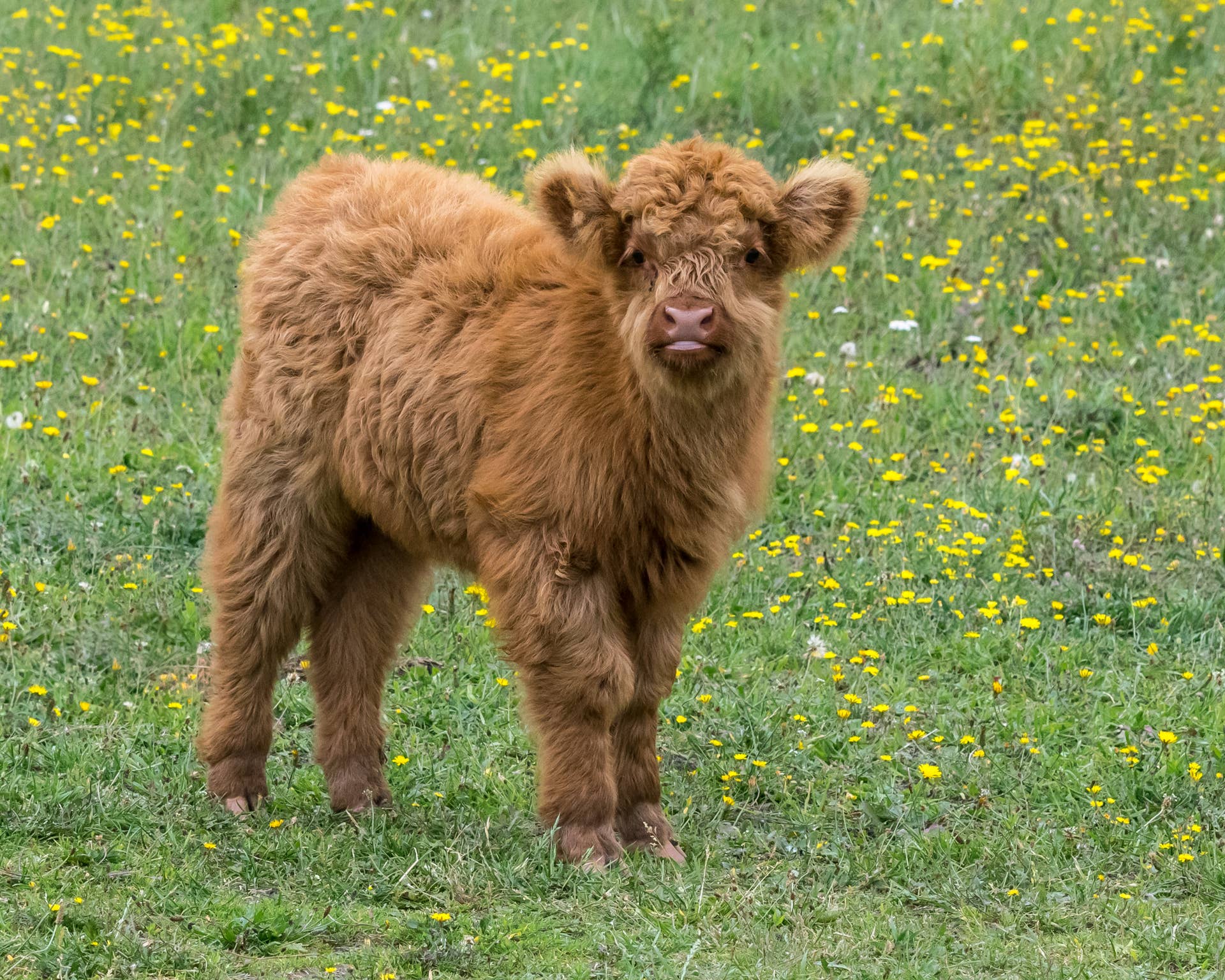 Floofy Cow Loves Chin Scratches More Than We Love Anything - PetHelpful
