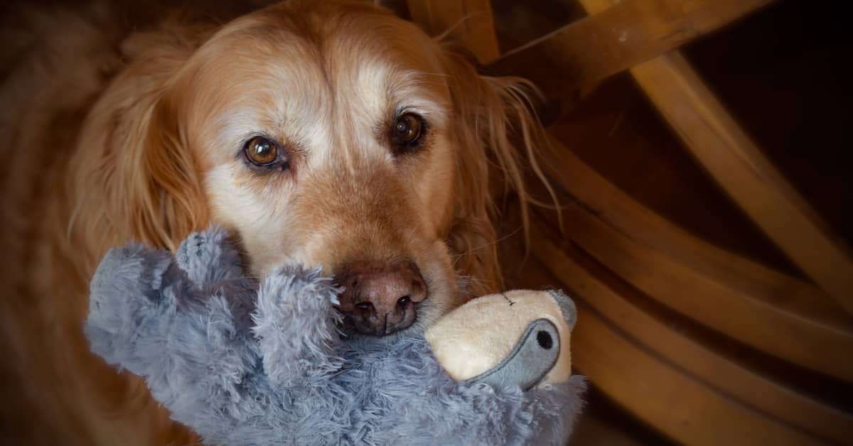 Explanation Video of Dog's Displacement Behavior Is Eye-Opening ...