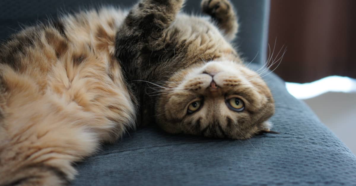 Cute Video of Cats Saying 'Hey' Is the Pick-Me-Up We Need - PetHelpful News