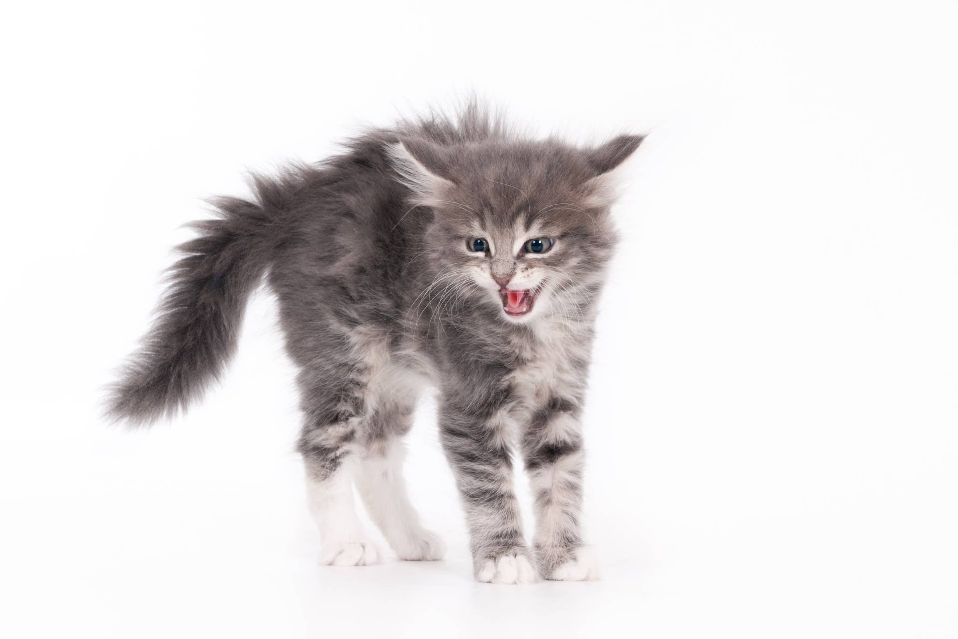 Tiny Angry Kittens Have Zero Chill and It's Beyond Precious - PetHelpful