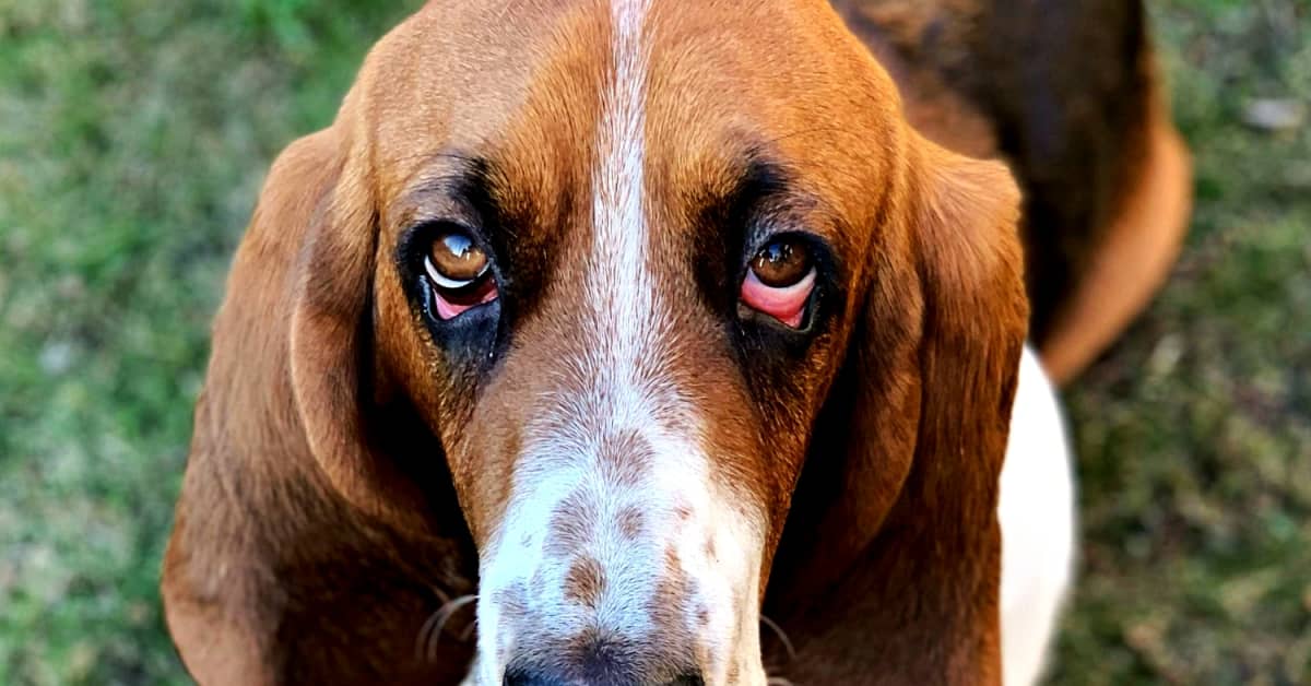 Why Do My Dog's Front Paws Turn Out? - PetHelpful