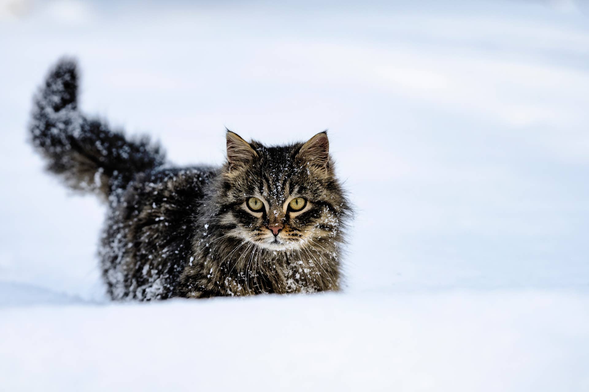 Family's Story of Taking in 'Frozen' Cat Restores Our Faith in Humanity ...