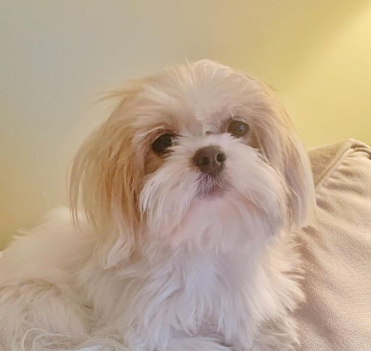 Adorable Shih-Tzu's Reaction to Human Brother Coming Home Is Pure Love ...