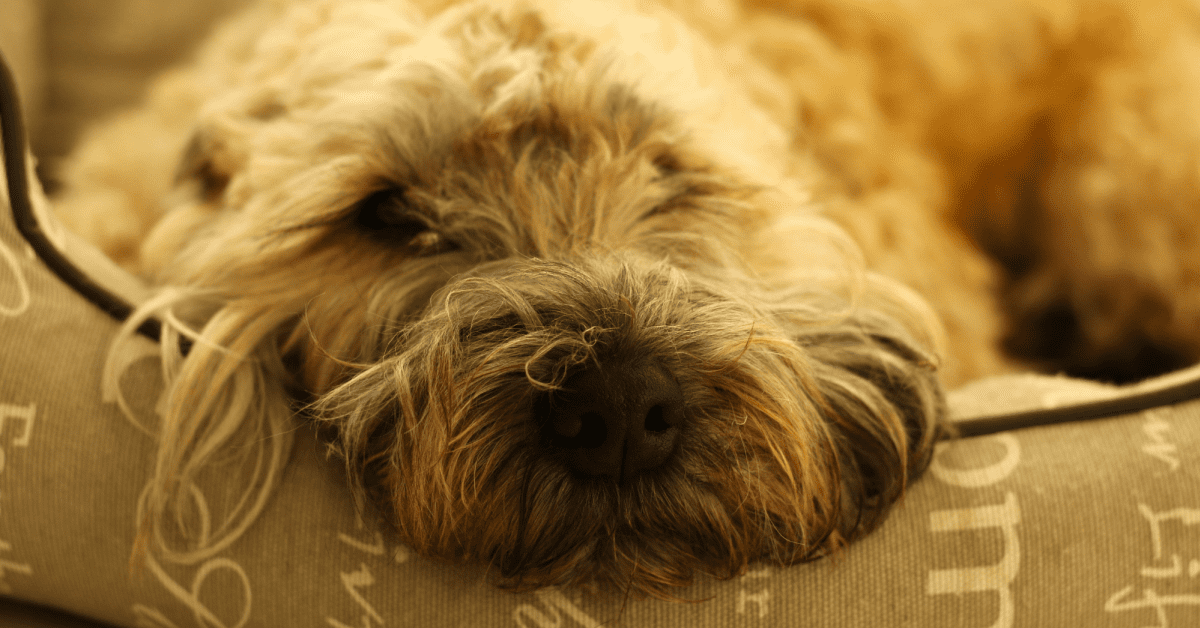 Ivermectin Drug Interactions in Cancer Treatment for Dogs - PetHelpful