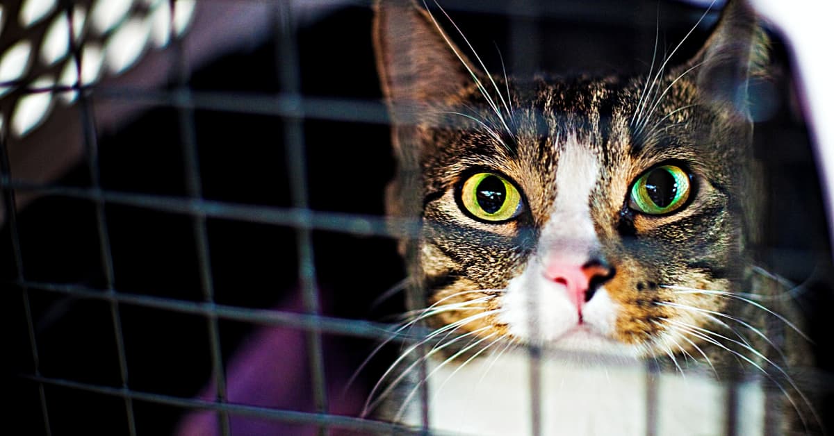 Caging Cats: When and Why It's Necessary - PetHelpful