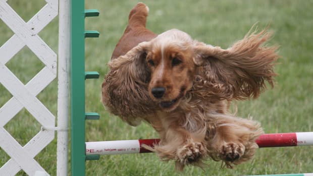 How Do I Use the Moxi-Doxy Method for Heartworms? - PetHelpful