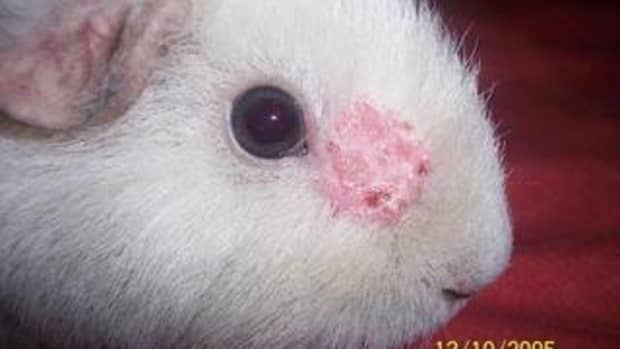 My Hamster Has a Lump: Signs of an Abscess - PetHelpful