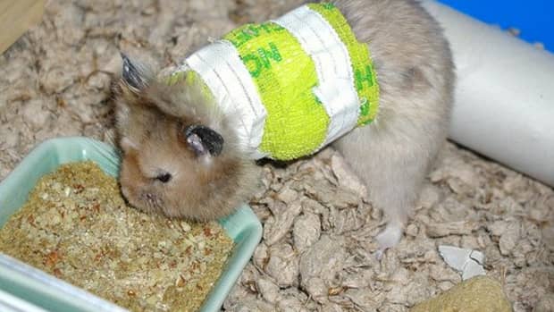 My Hamster Has a Lump: Signs of an Abscess - PetHelpful