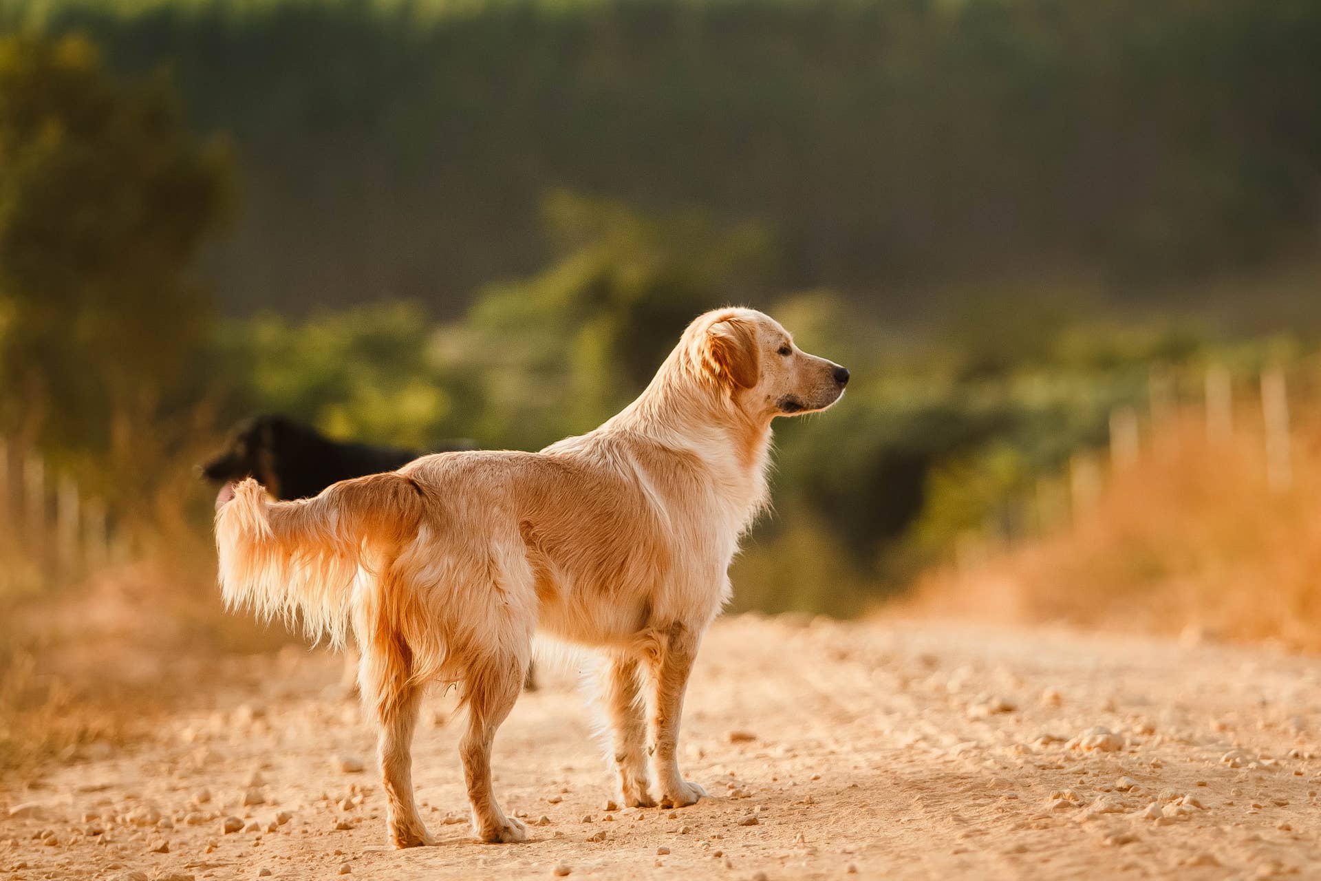 Golden Retriever With His Own 'Lululemon' Backpack Is Quickly Going ...