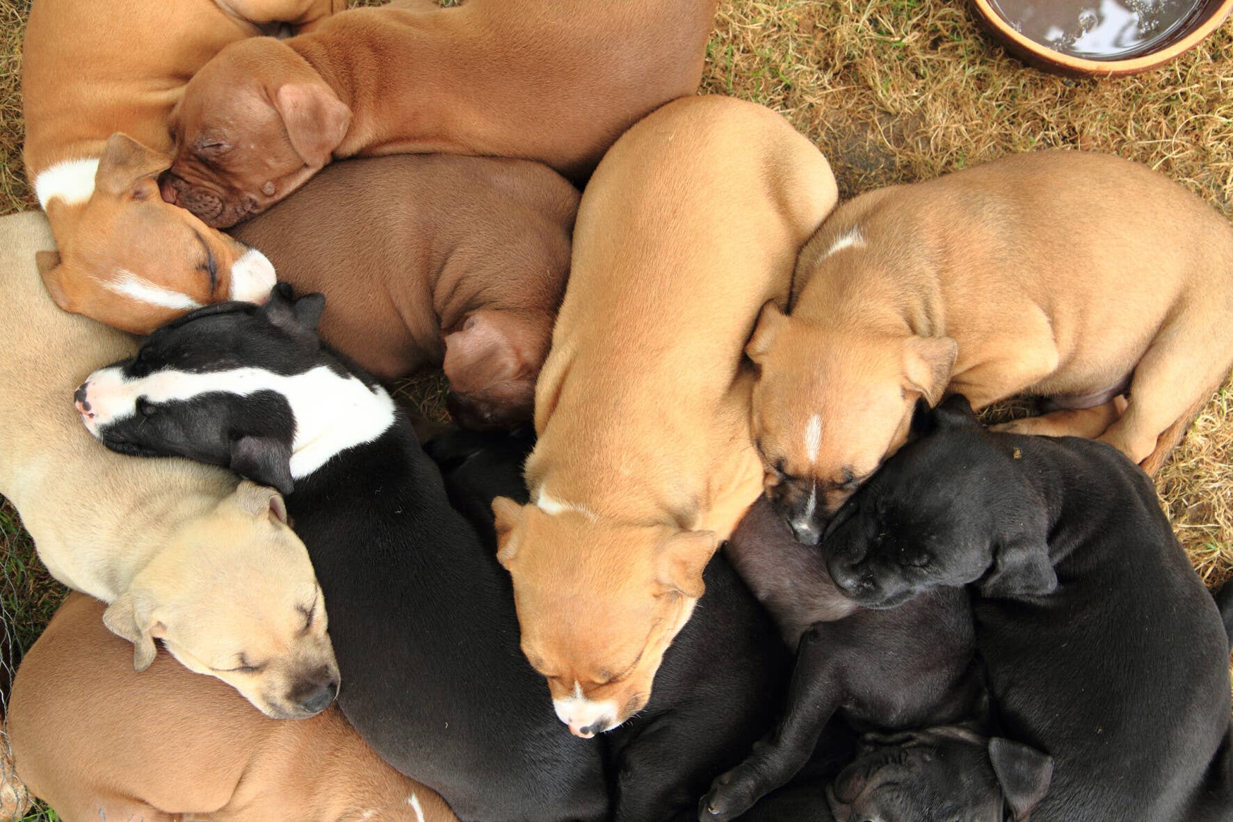Mama Pit Bull Teaches Her Puppies to Do 'Zoomies' In Darling Video ...