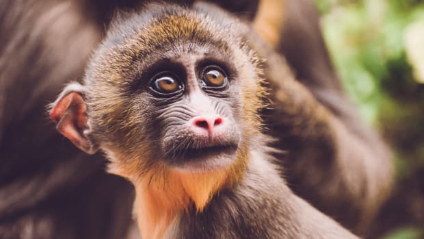 Woman Shares Terrifying Story of Being Attacked by Pet Monkey in Her ...