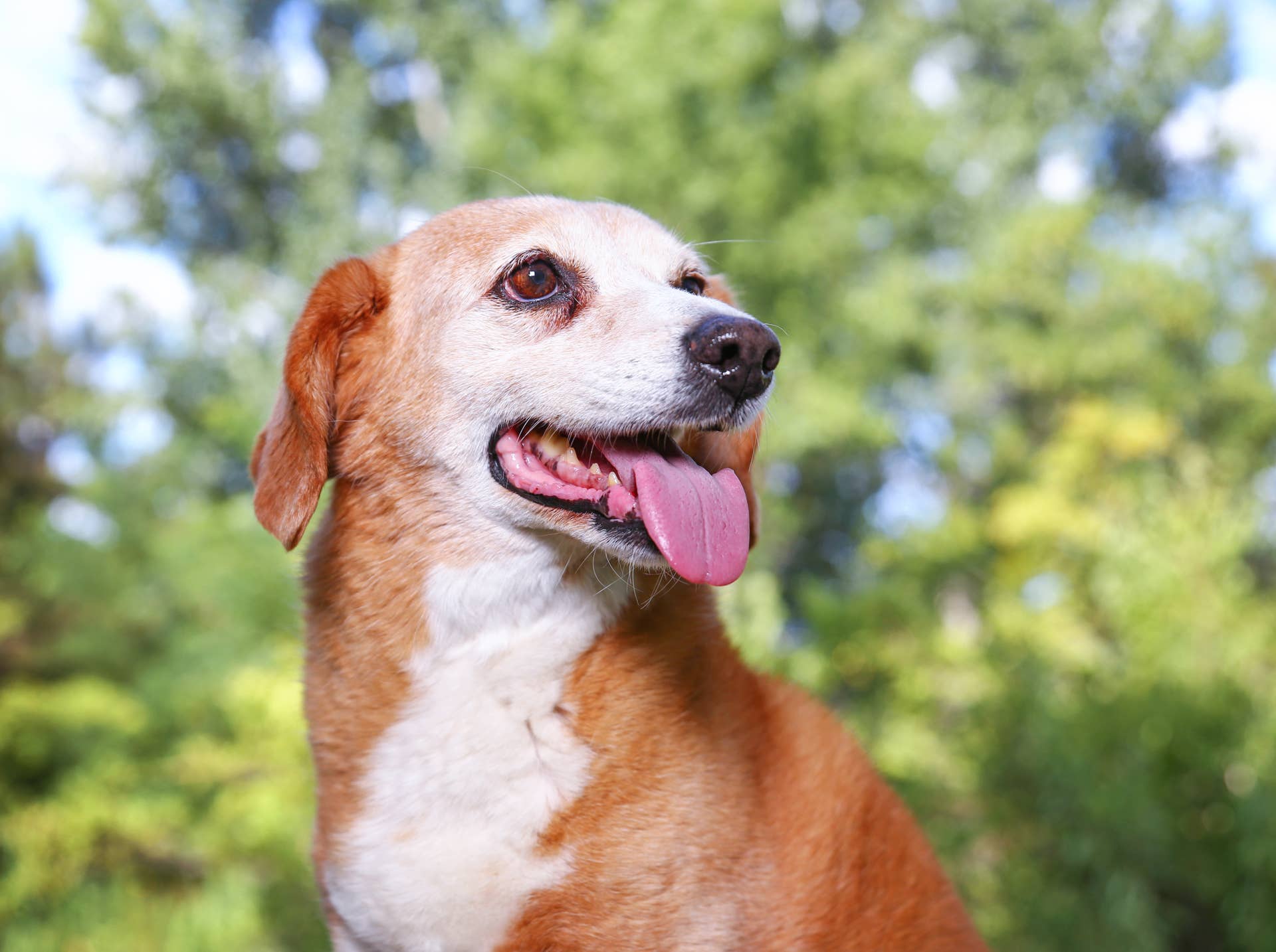 Senior Dog Gets the Most Touching Send-Off Before Going to His Forever ...