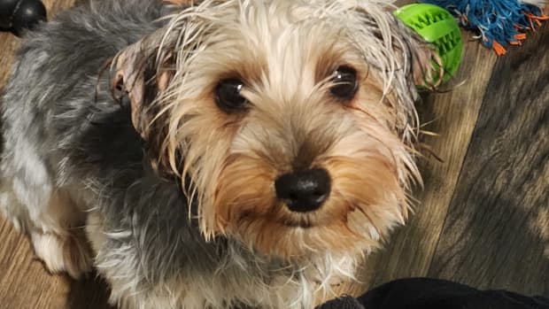 What Does a Sick Dog Smell Like? 14 Odors That Indicate Illness ...