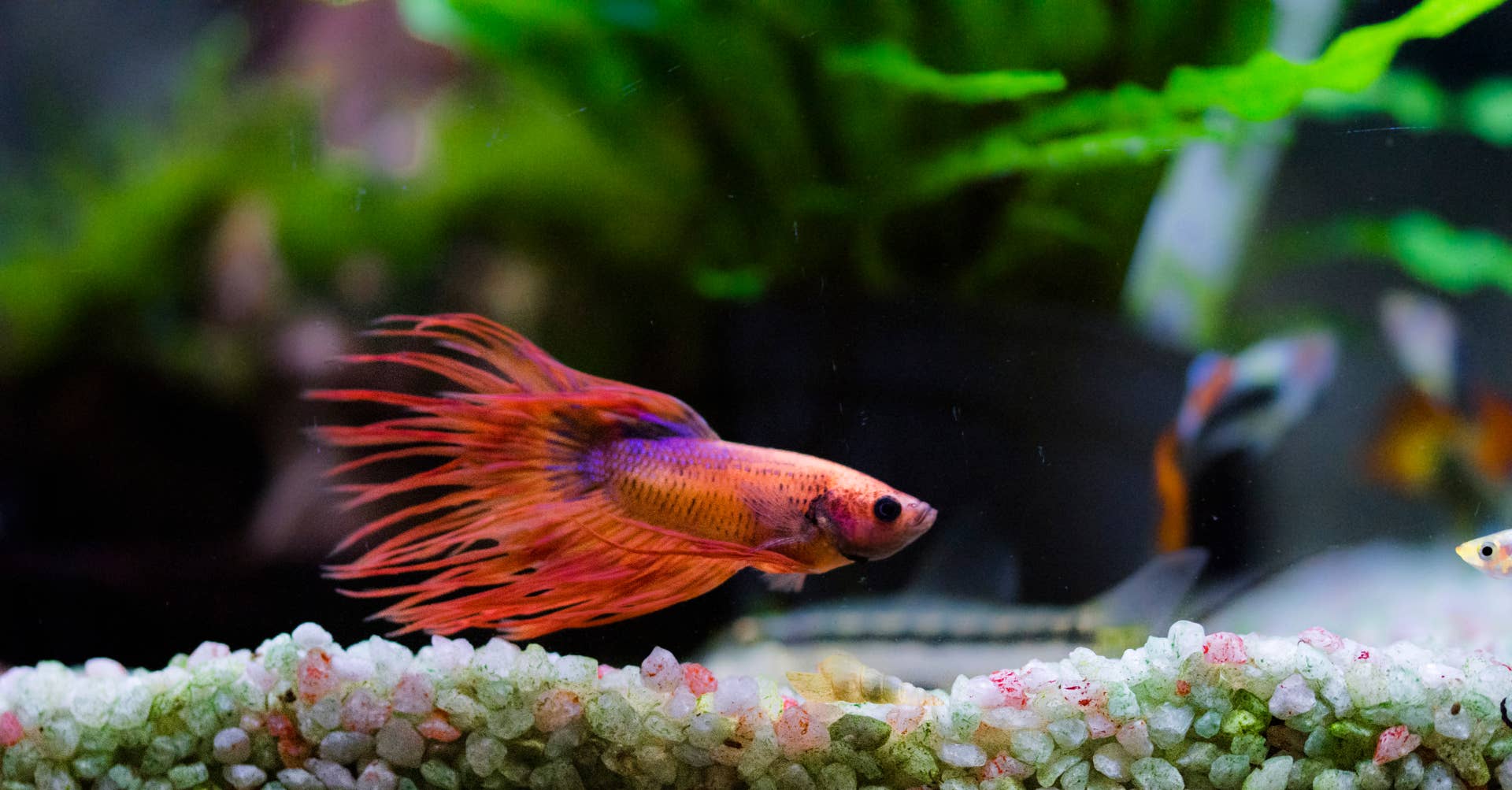 Woman Shows How to 'Bond With Your Betta Fish' in New Viral Video ...
