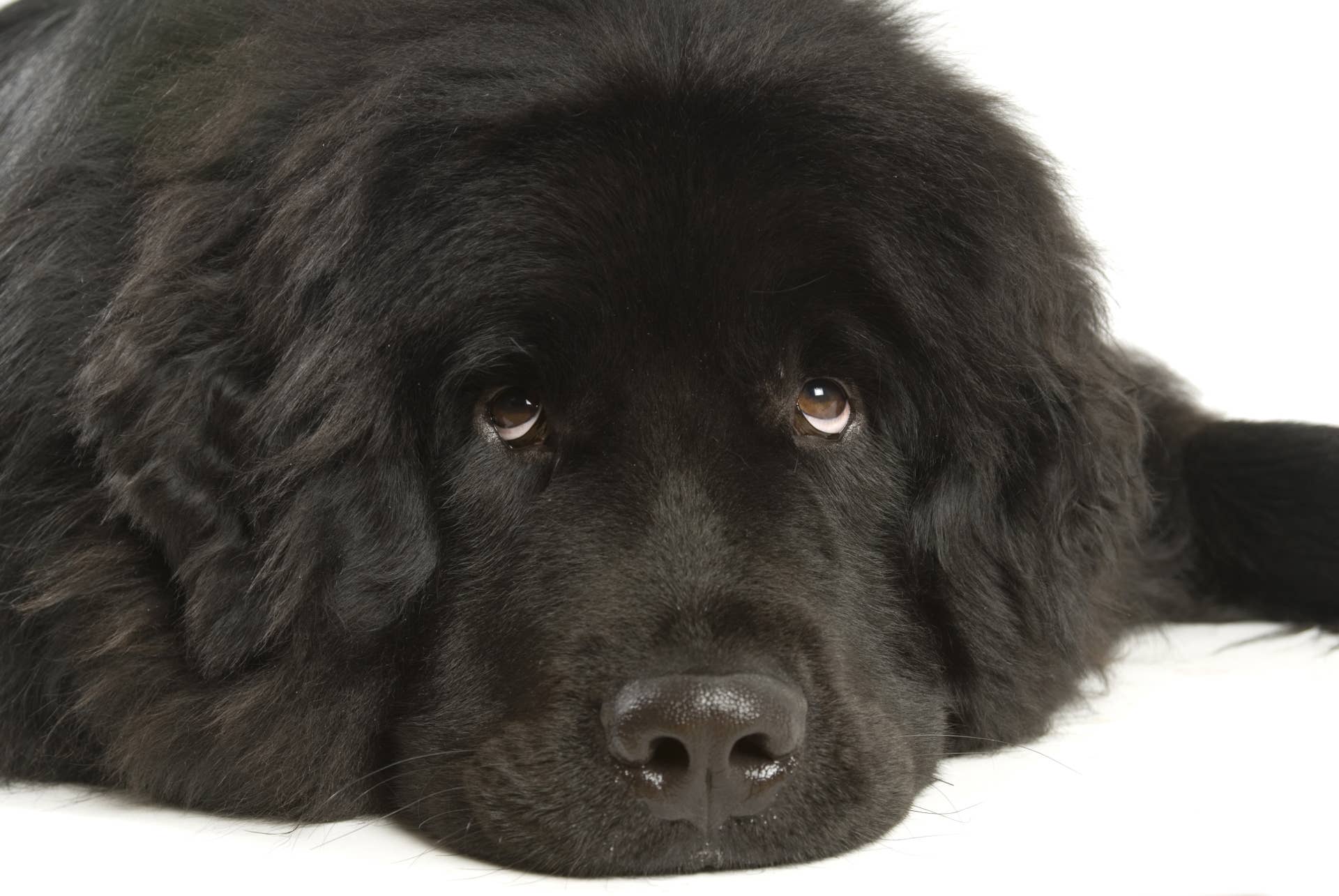 Newfoundland Cuddles With His Grandma on the Couch in Absolutely ...