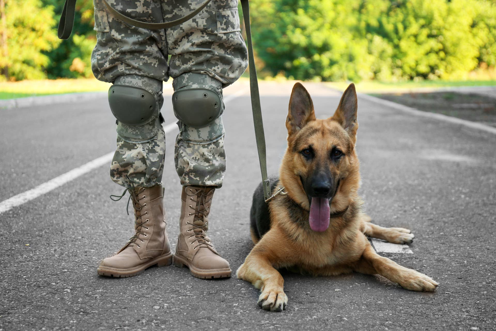 Retired Military Dog Loving on His Owner Is Giving People All the Feels ...
