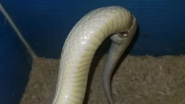 No Vet: What Should I Give My Dog for a Snake Bite? - PetHelpful