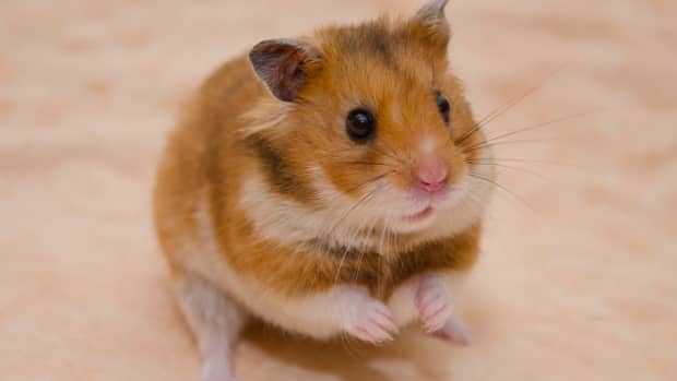 My Hamster Has a Lump: Signs of an Abscess - PetHelpful