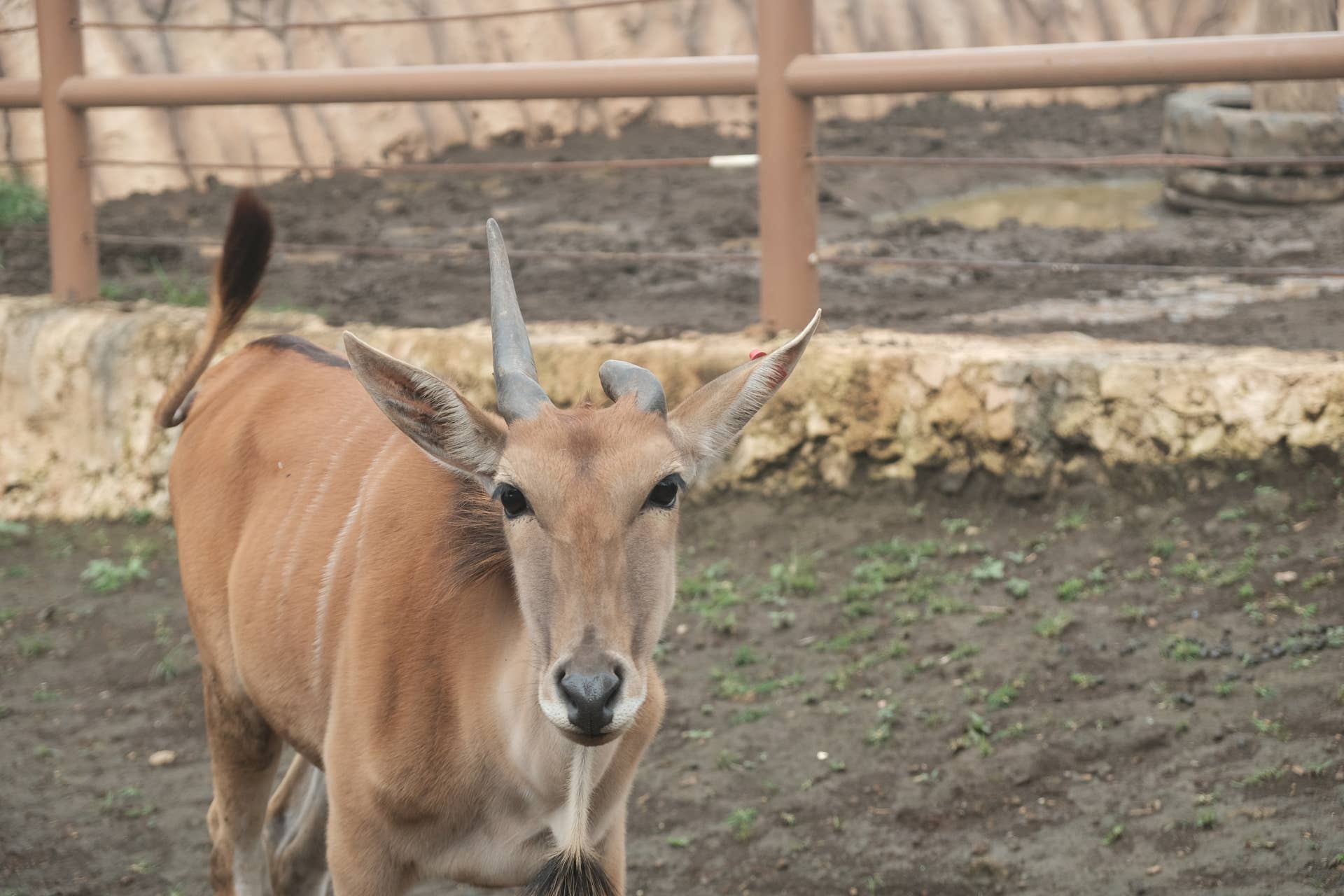 Canadian Zoo Celebrates Adorable Tapir's Very First Birthday ...