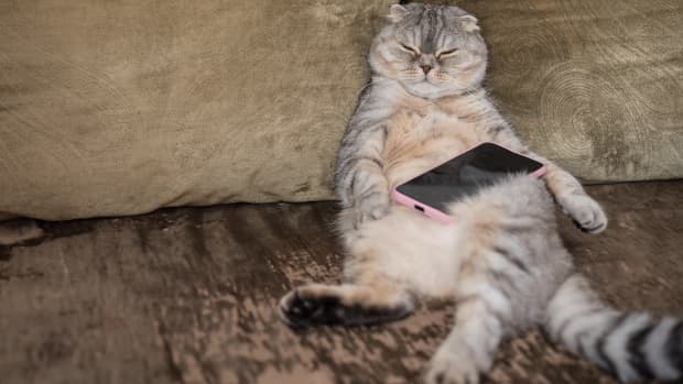 Cat's Unique Way of Relaxing on the Couch Has Meme Written All Over It ...