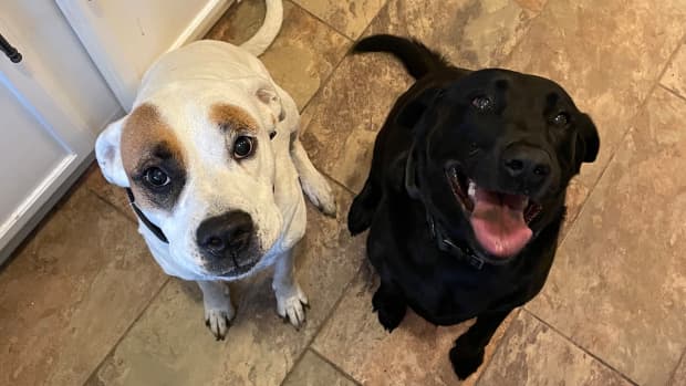 Slow-Kill in Dogs: Doxycycline and Moxidectin Treatment Options for ...