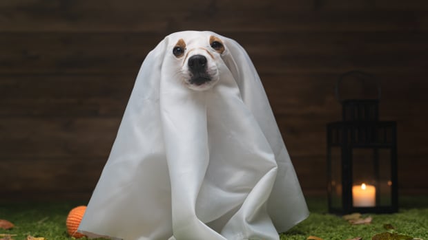 Tiny Turtle Carving Pumpkin Is Total Cuteness Overload - PetHelpful News