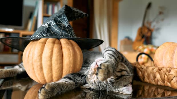 Tiny Turtle Carving Pumpkin Is Total Cuteness Overload - PetHelpful News